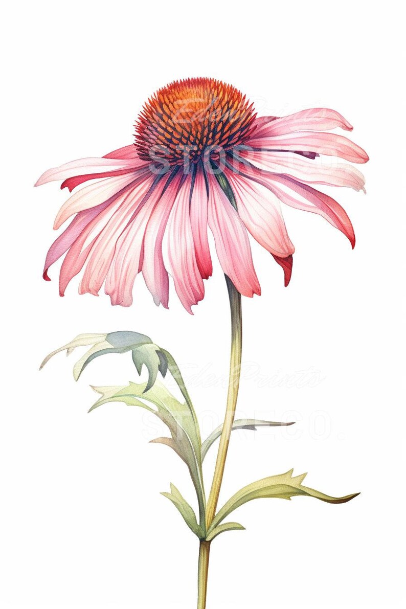 4 Set "coneflowers (echinacea)", Botanical, Illustration Art Instant Download Image for Prints ...