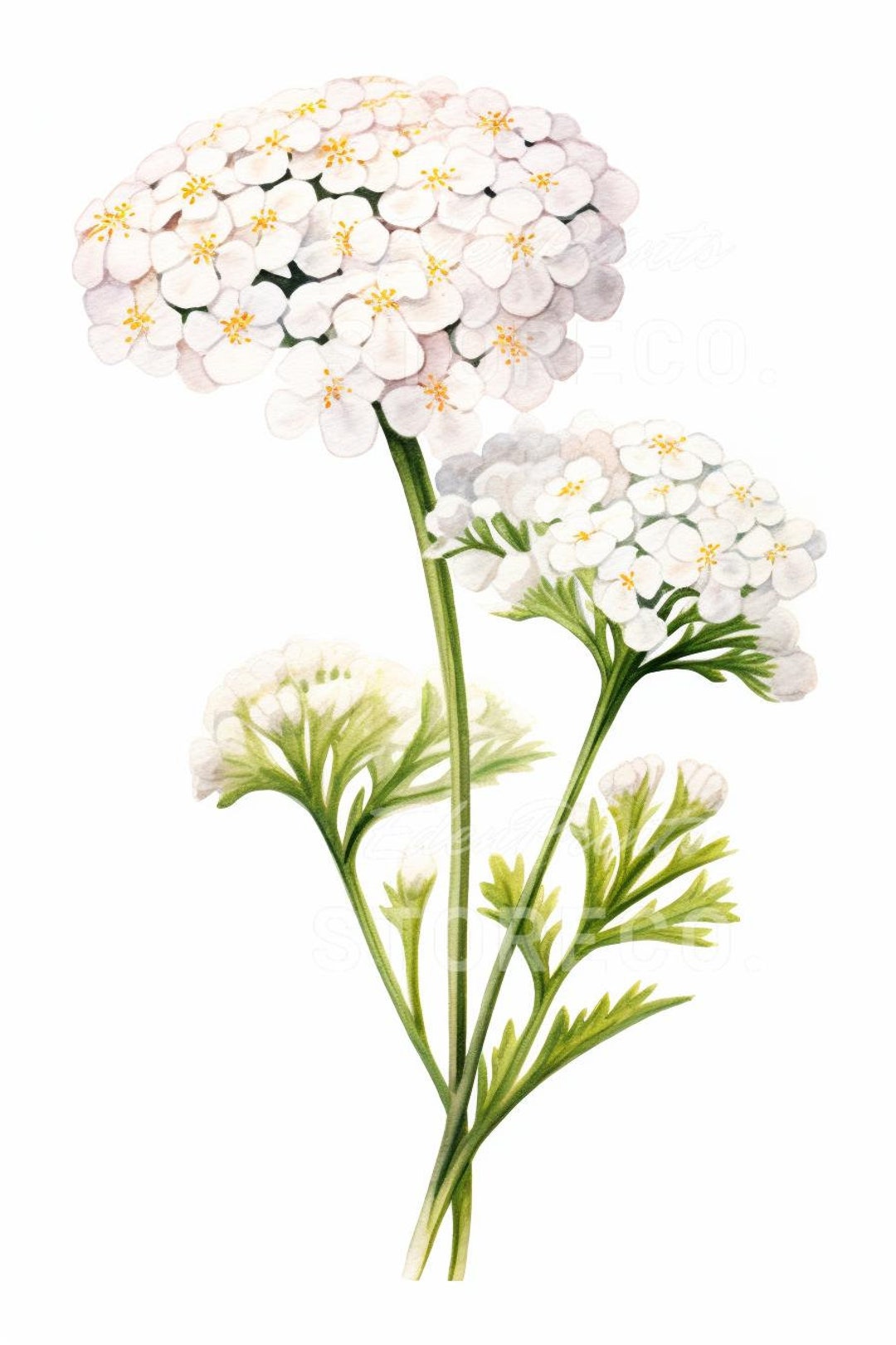 4 Set "yarrow Flowers" Floral, Botanical, Illustration Art Instant ...