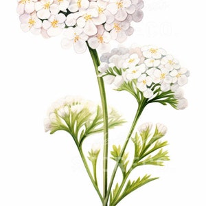 4 Set "yarrow Flowers" Floral, Botanical, Illustration Art Instant ...