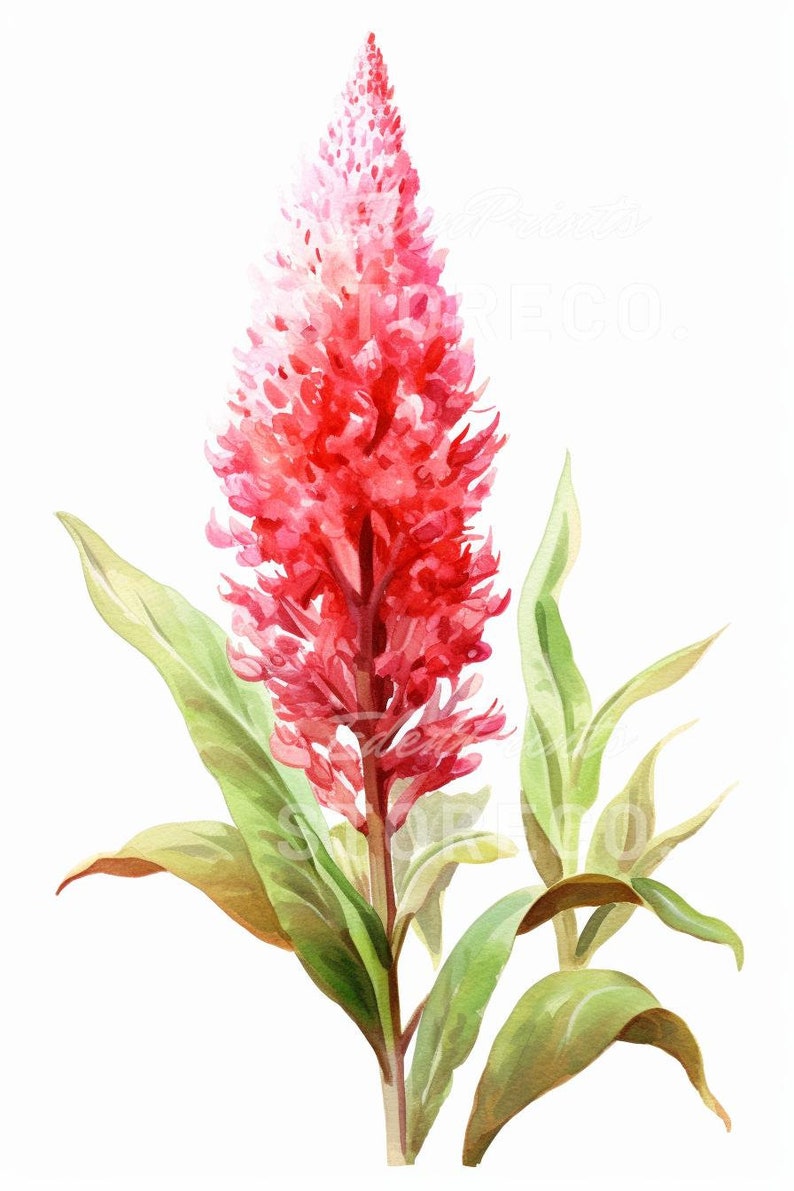 4 Set "celosia", Botanical, Illustration Art Instant Download Image for ...