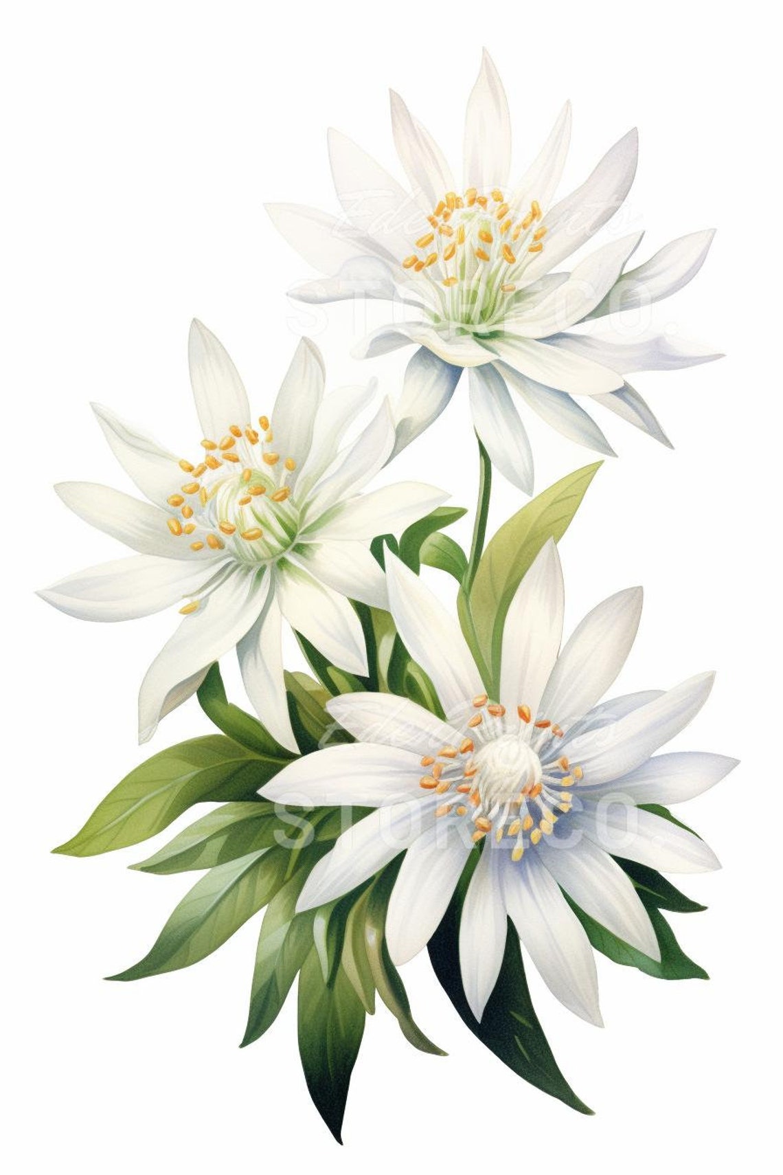 4 Set "edelweiss Flowers", Floral, Botanical, Illustration Art Instant ...
