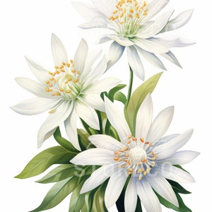 4 Set "edelweiss Flowers", Floral, Botanical, Illustration Art Instant ...