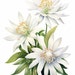 4 Set "edelweiss Flowers", Floral, Botanical, Illustration Art Instant ...