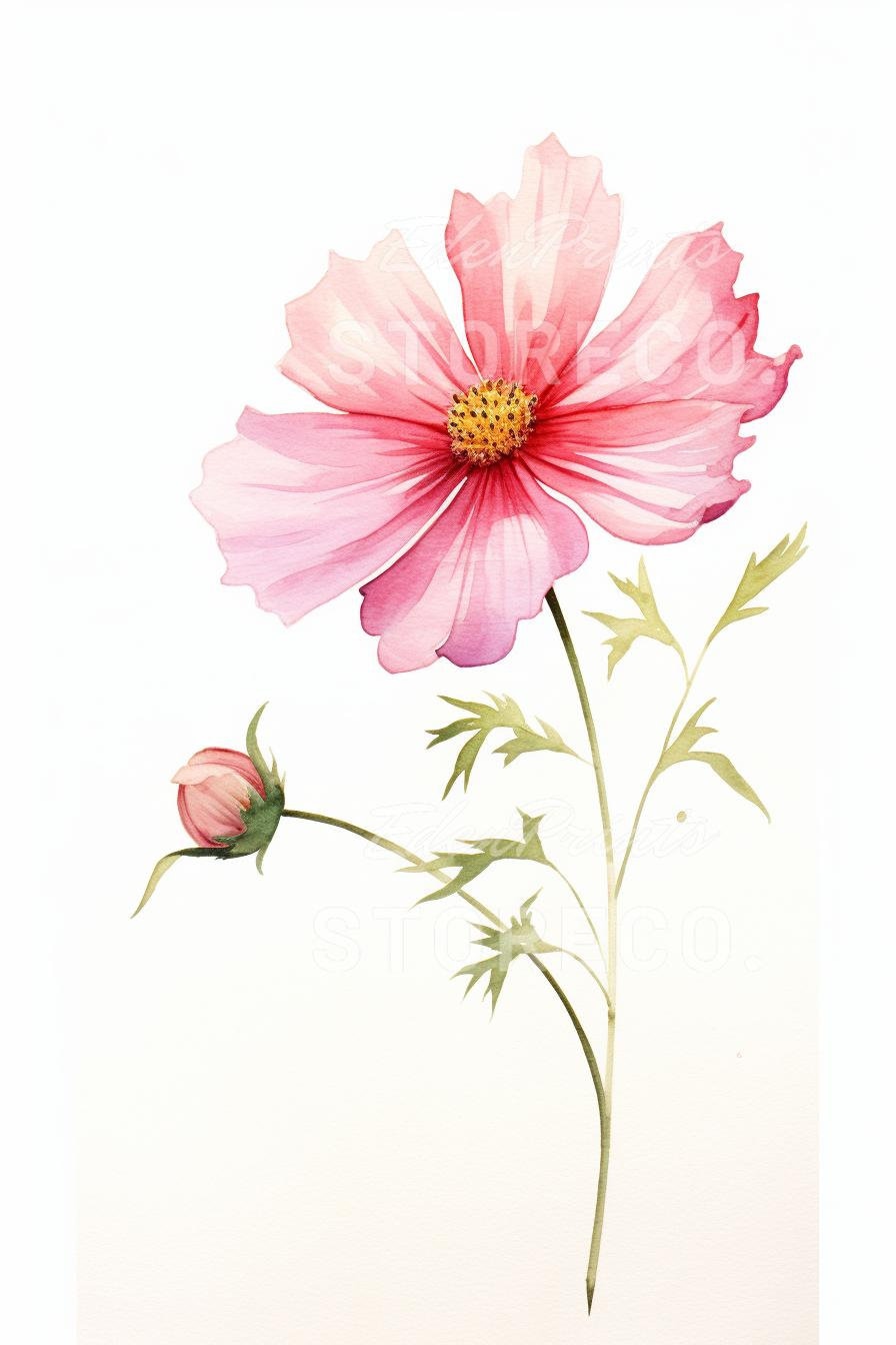 4 Set "cosmos Flowers" Floral, Botanical, Illustration Art Instant ...