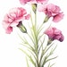 4 Set "dianthus Flowers", Floral, Botanical, Illustration Art Instant ...