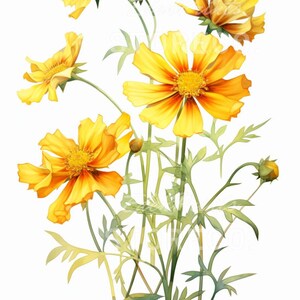 4 Set "coreopsis Flower", Floral, Botanical, Illustration Art Instant ...