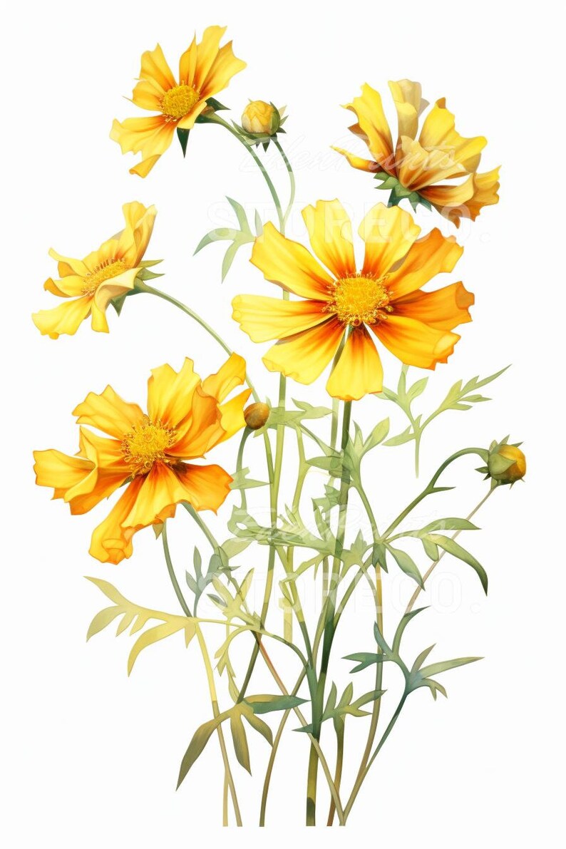 4 Set "coreopsis Flower", Floral, Botanical, Illustration Art Instant ...