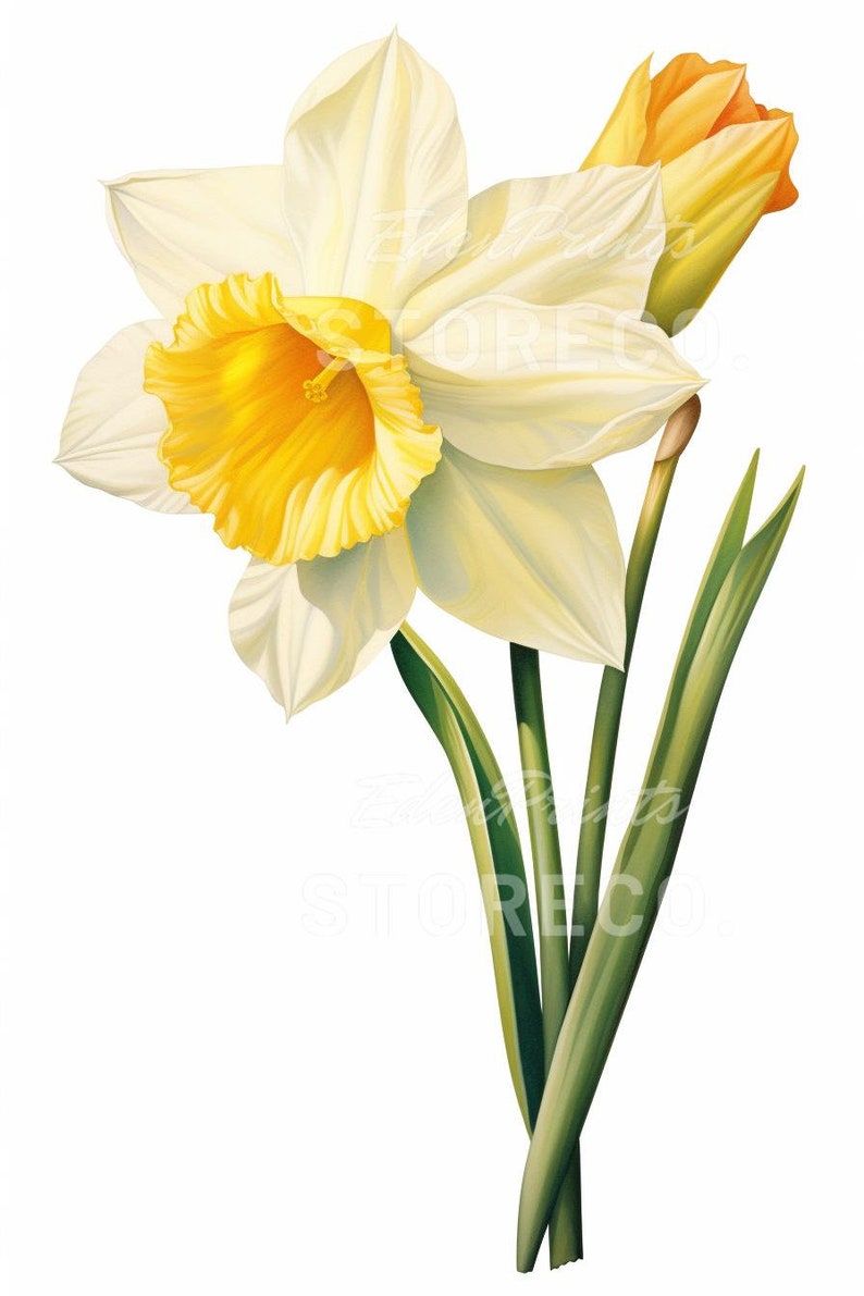 4 Set "daffodil Flower", Floral, Botanical, Illustration Art Instant ...