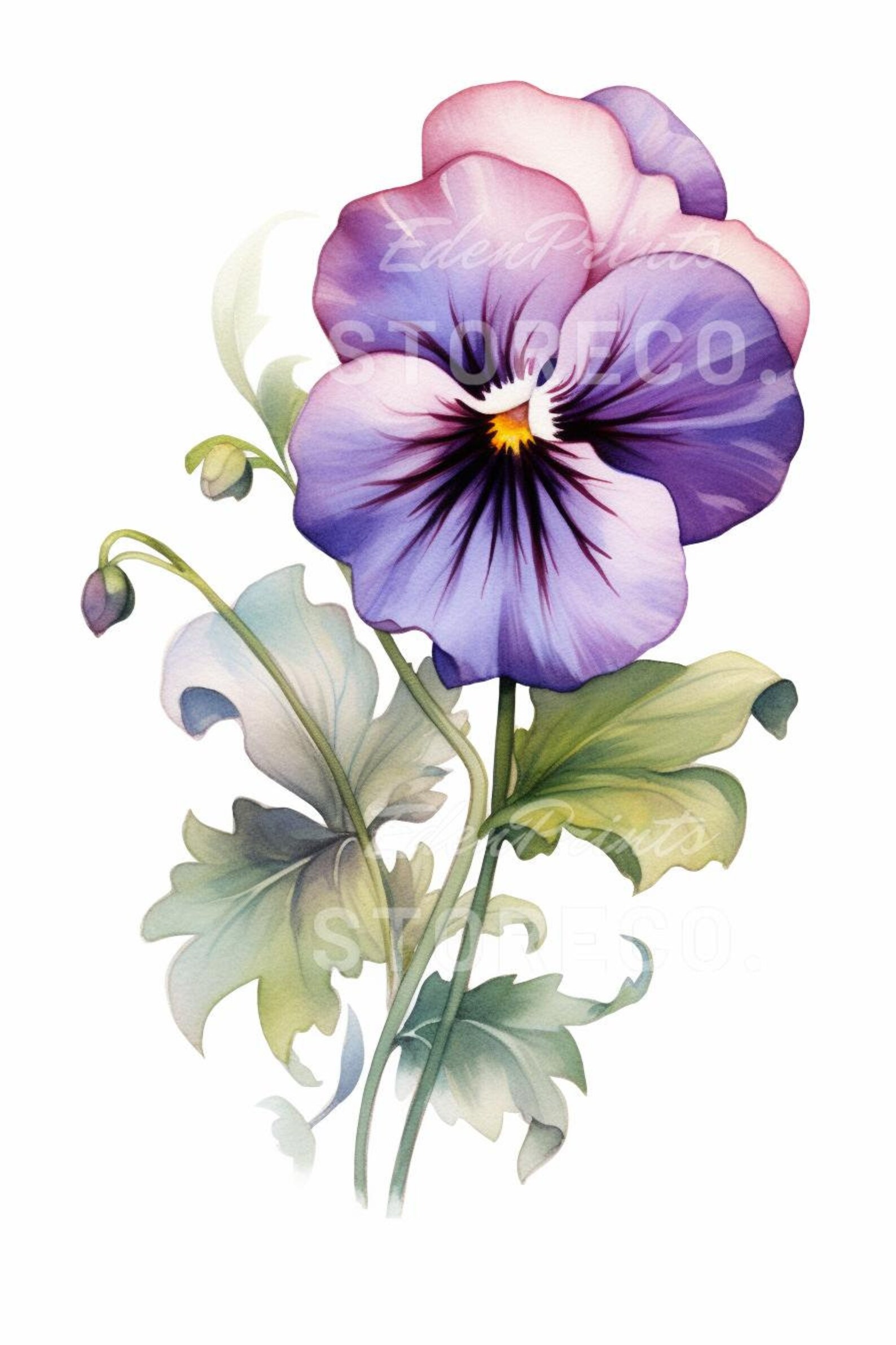 4 Set "pansy Flowers" Floral, Botanical, Illustration Art Instant ...