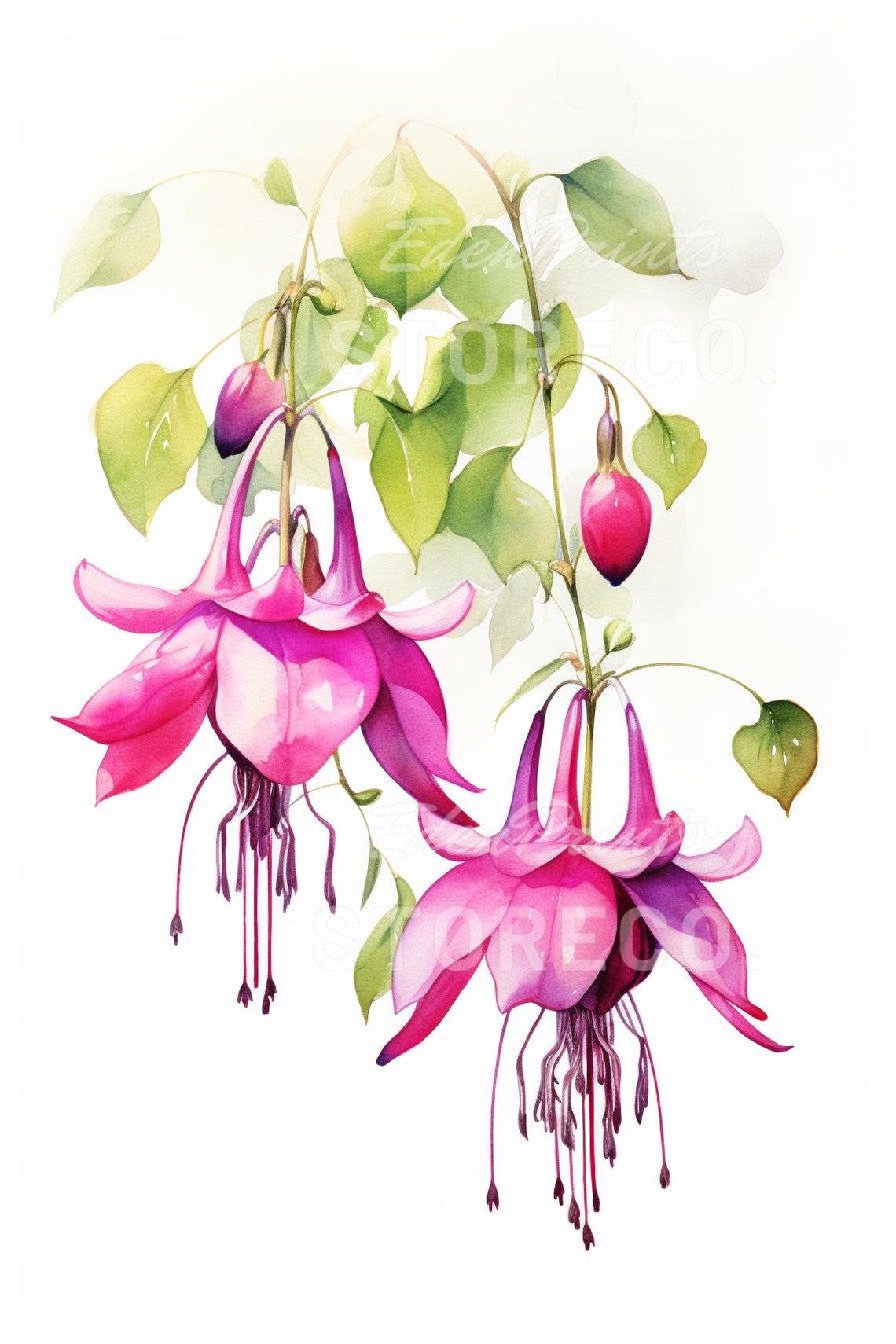 4 Set "fuchsia Flowers", Floral, Botanical, Illustration Art Instant ...