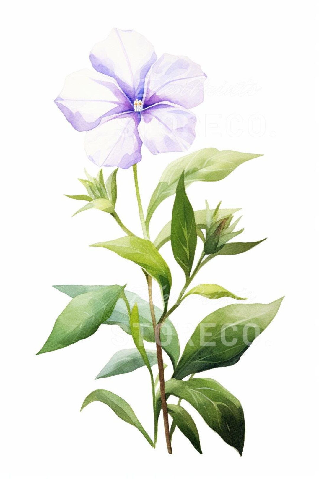 4 Set "vinca Flowers" Floral, Botanical, Illustration Art Instant ...