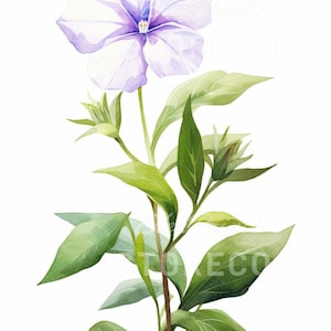 4 Set "vinca Flowers" Floral, Botanical, Illustration Art Instant ...