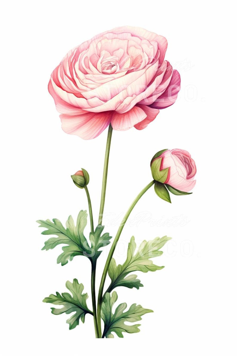 4 Set "ranunculus Flowers" Floral, Botanical, Illustration Art Instant ...