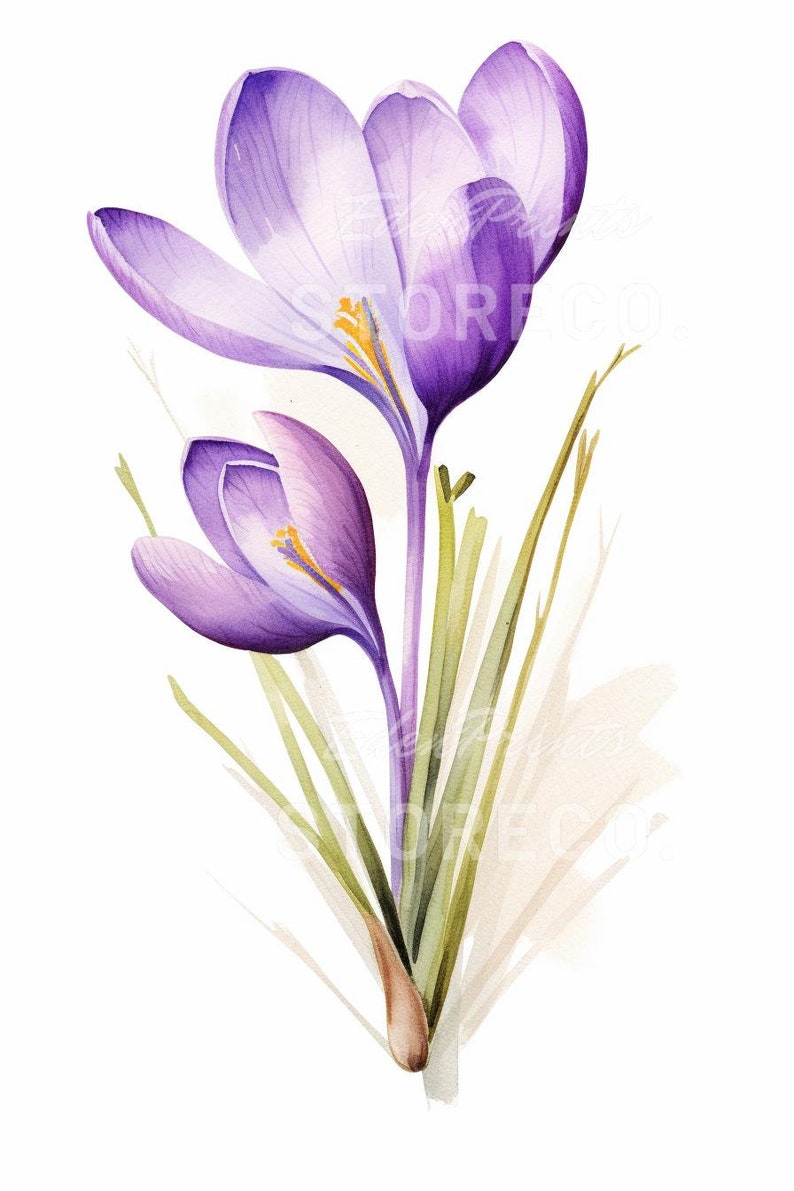 4 Set "crocus Flowers" Floral, Botanical, Illustration Art Instant ...