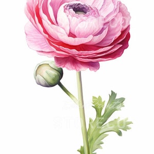 4 Set "ranunculus Flowers" Floral, Botanical, Illustration Art Instant ...