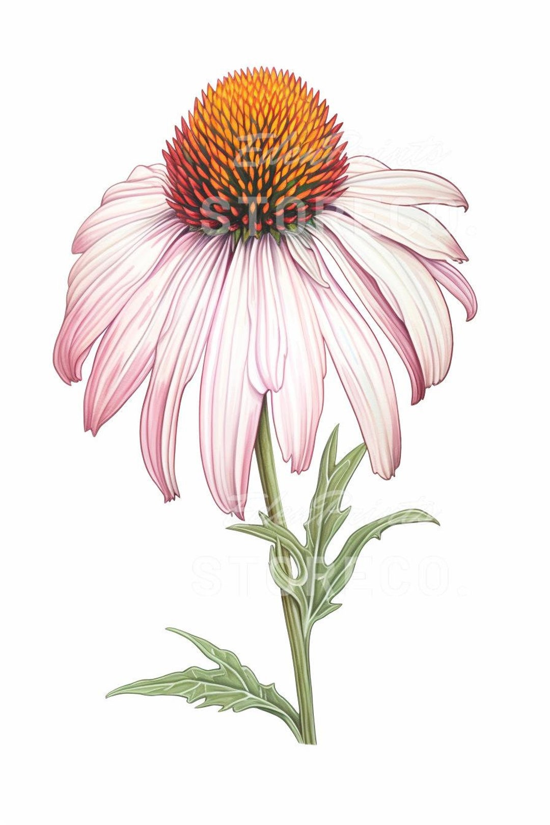 4 Set "coneflowers (echinacea)", Botanical, Illustration Art Instant ...
