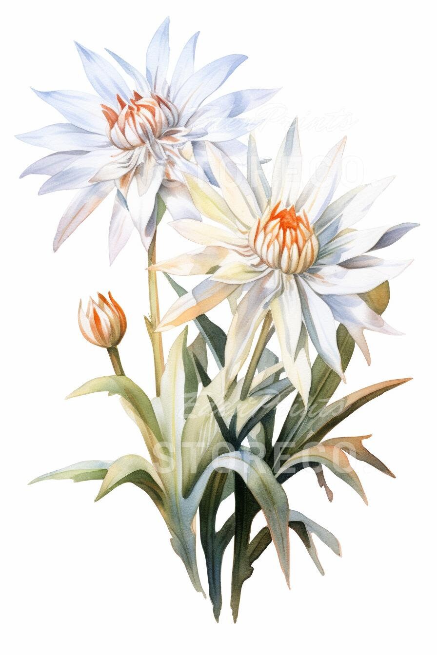 4 Set "edelweiss Flowers", Floral, Botanical, Illustration Art Instant ...