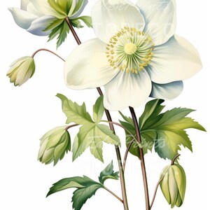Helleborus Flower Illustration Art Prints, Botanical Clipart (digital ...