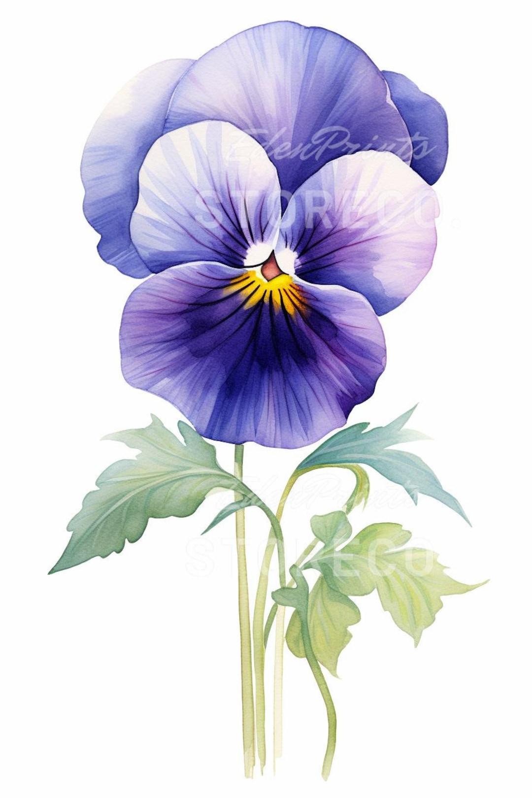 4 Set "pansy Flowers" Floral, Botanical, Illustration Art Instant ...