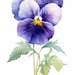 4 Set "pansy Flowers" Floral, Botanical, Illustration Art Instant ...