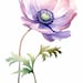 4 Set "anemone Flower", Floral, Botanical, Illustration Art Instant ...