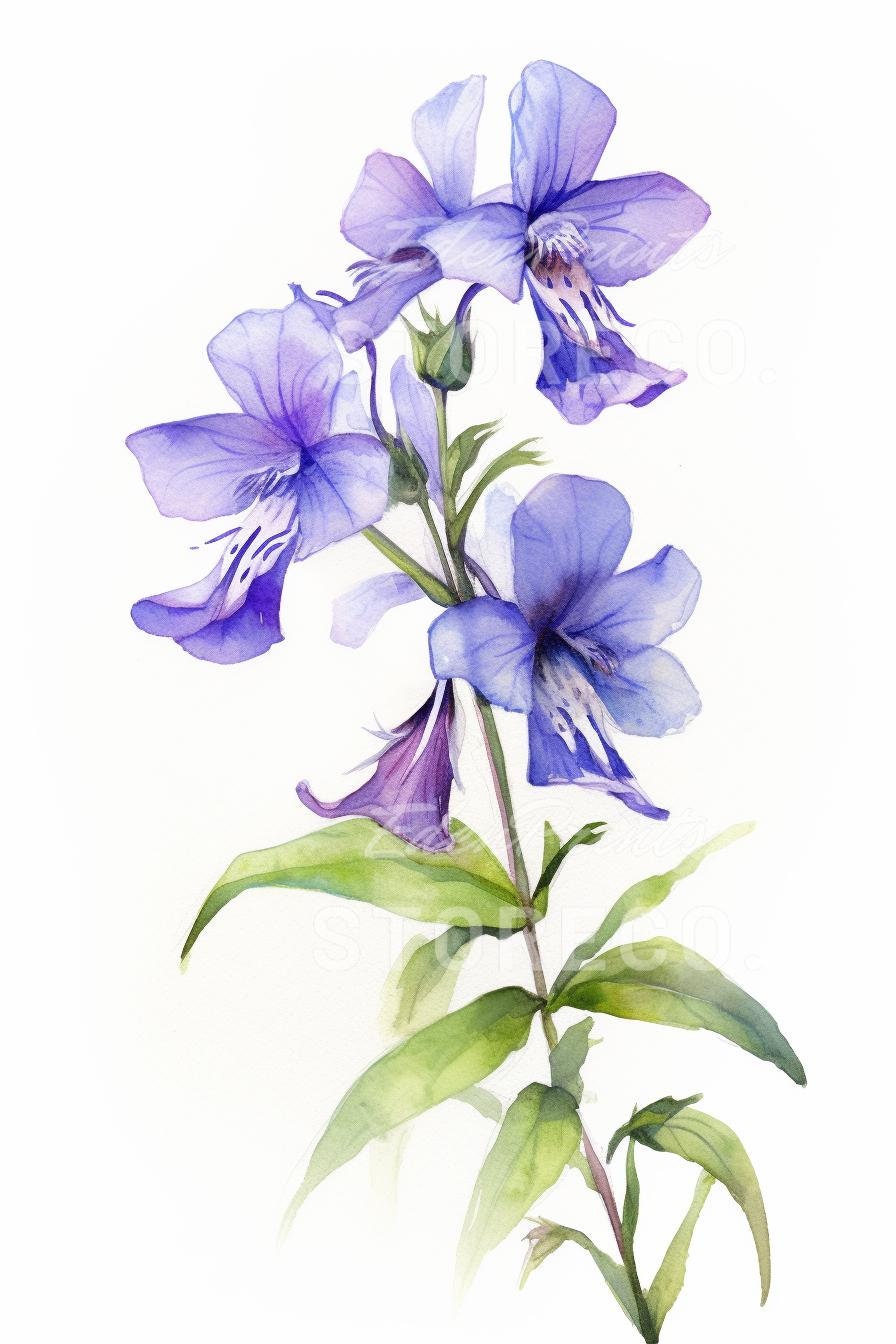 4 Set "lobelia Flowers" Floral, Botanical, Illustration Art Instant ...