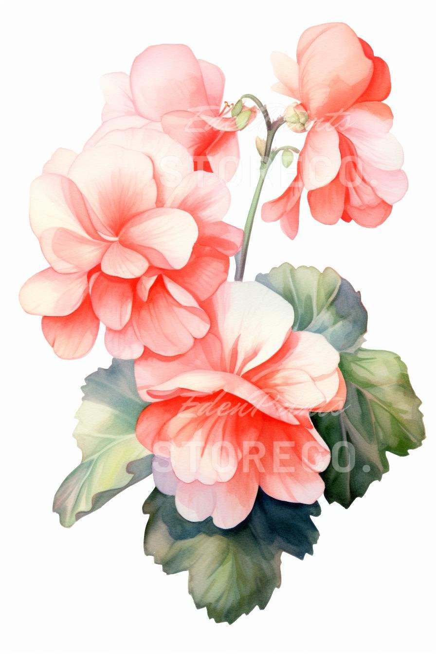 4 Set "begonia Flowers", Botanical, Illustration Art Instant Download ...