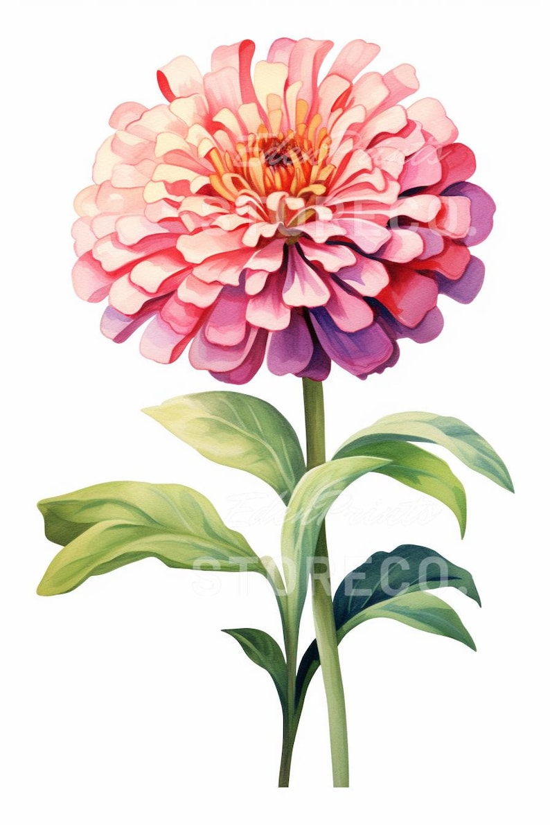 4 Set "zinnia Flowers" Floral, Botanical, Illustration Art Instant ...