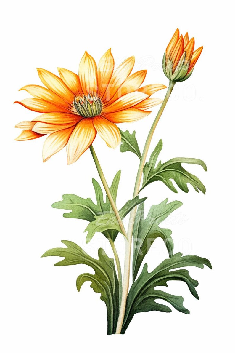 4 Set "gazania Flowers", Floral, Botanical, Illustration Art Instant ...