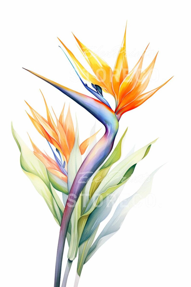 4 Set "bird of Paradise Flowers", Botanical, Illustration Art Instant ...