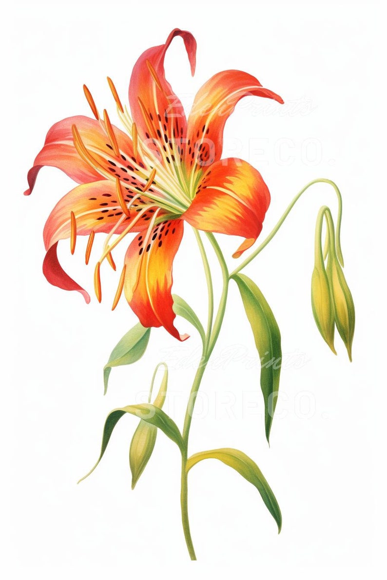 4 Set "gloriosa Lily Flowers", Botanical, Illustration Art Instant ...