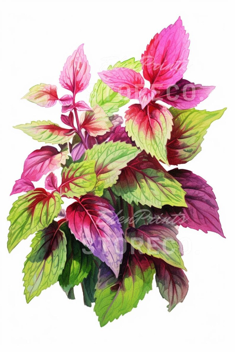 4 Set "coleus Flowers", Floral, Botanical, Illustration Art Instant ...