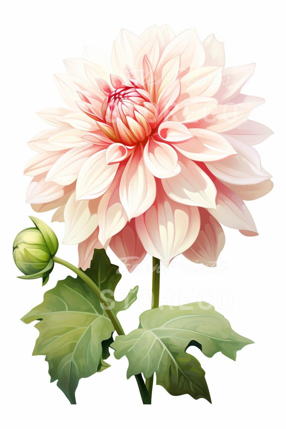 4 Set "dahlia Flowers", Floral, Botanical, Illustration Art Instant ...