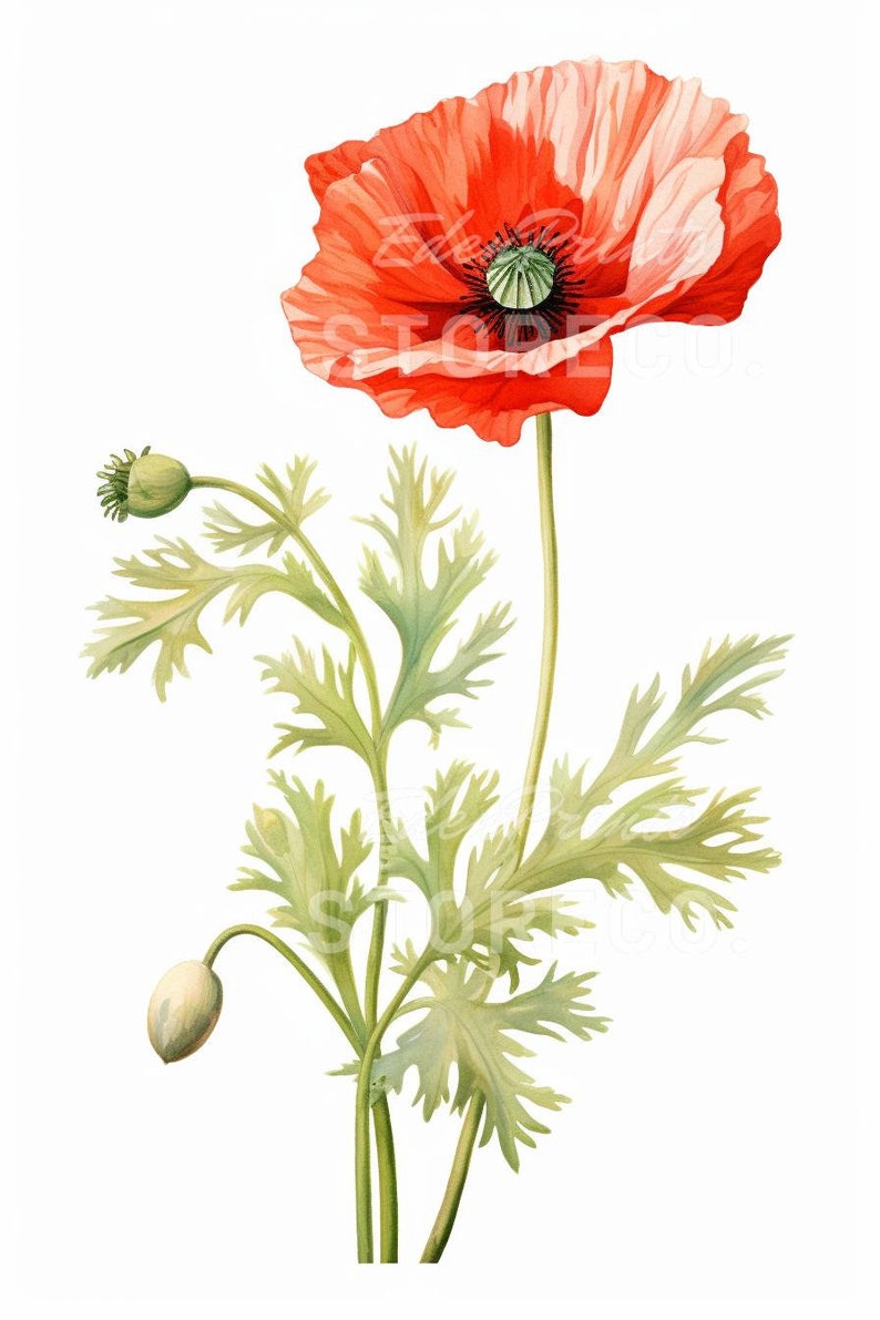 4 Set "poppy Flowers" Floral, Botanical, Illustration Art Instant ...
