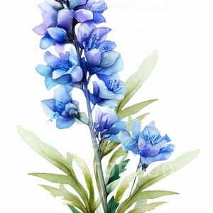 4 Set "veronica Flowers" Floral, Botanical, Illustration Art Instant ...