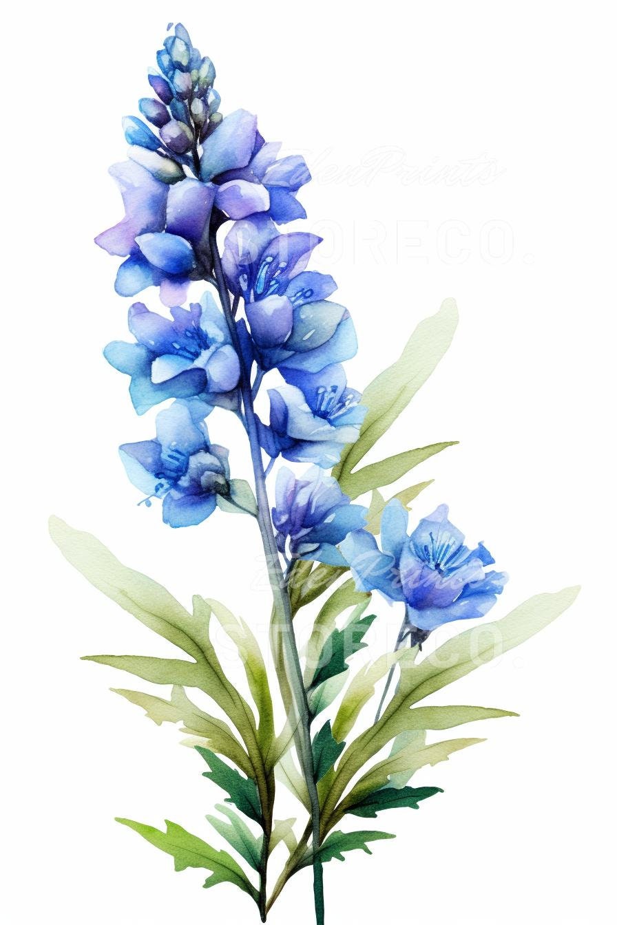 4 Set "veronica Flowers" Floral, Botanical, Illustration Art Instant ...