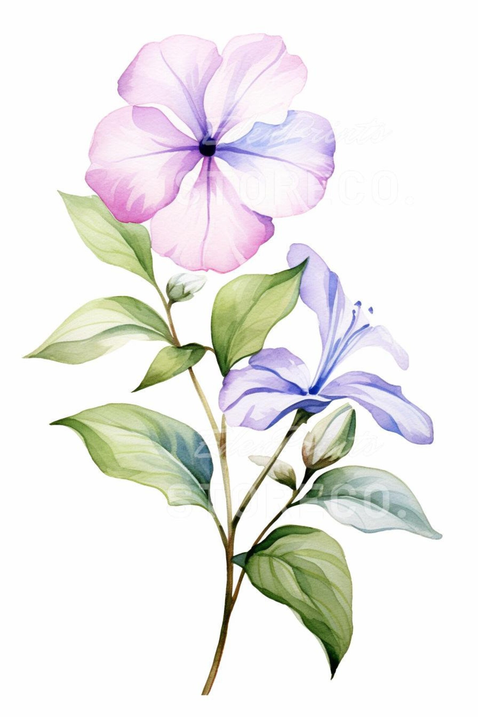 4 Set "vinca Flowers" Floral, Botanical, Illustration Art Instant ...