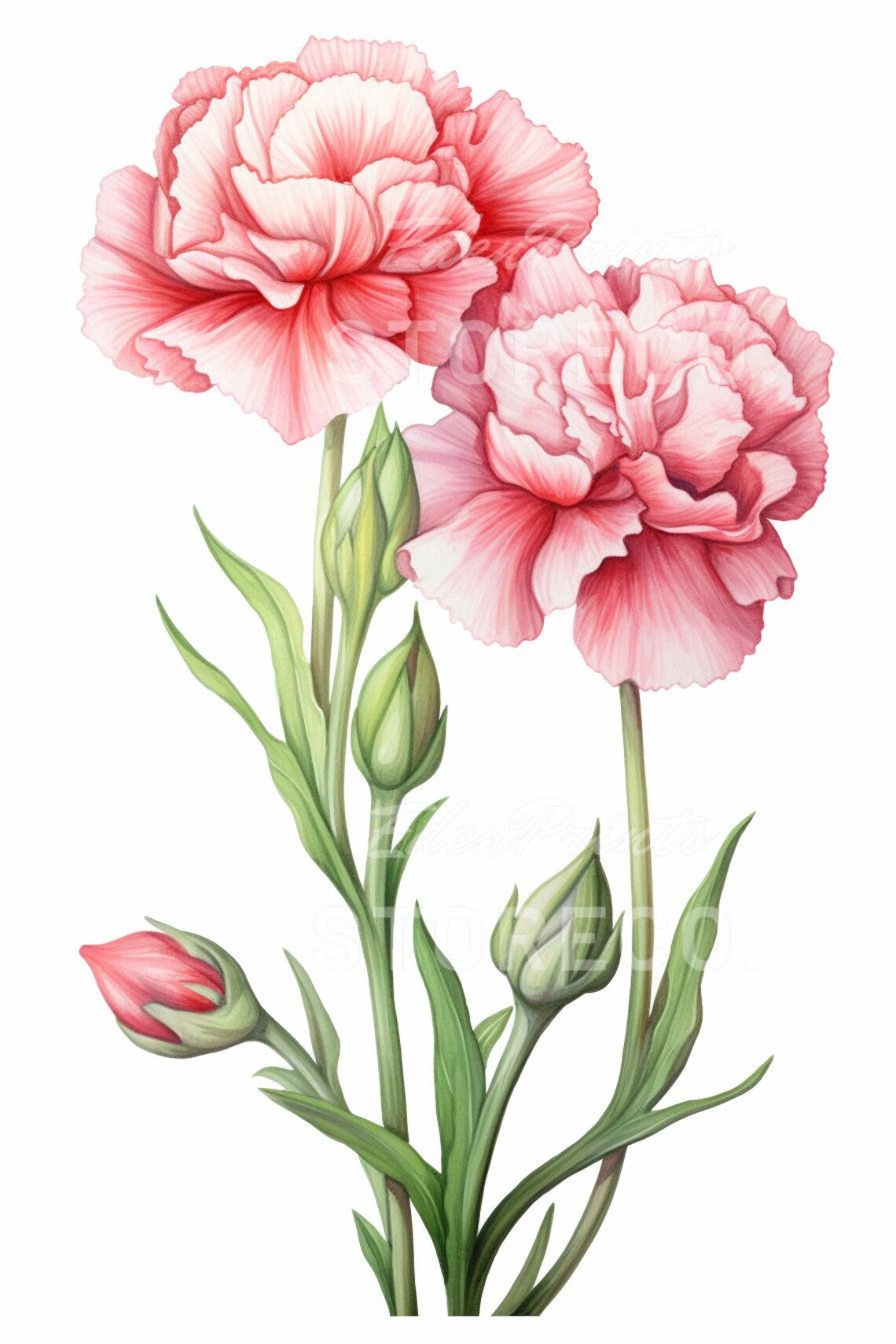 4 Set "carnation Flowers", Botanical, Illustration Art Instant Download ...