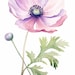 4 Set "anemone Flower", Floral, Botanical, Illustration Art Instant ...