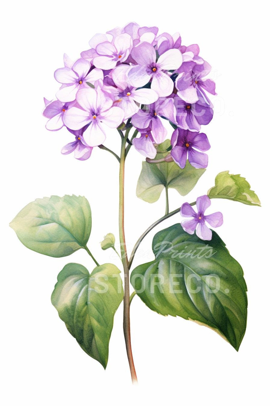 4 Set "heliotrope Flowers" Floral, Botanical, Illustration Art Instant ...