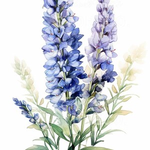 4 Set "veronica Flowers" Floral, Botanical, Illustration Art Instant ...