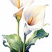 Calla Lily Botanical Art Prints, Floral Illustration (digital Download ...
