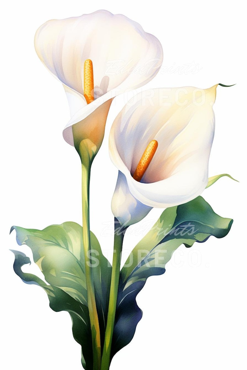 Calla Lily Botanical Art Prints, Floral Illustration (digital Download ...