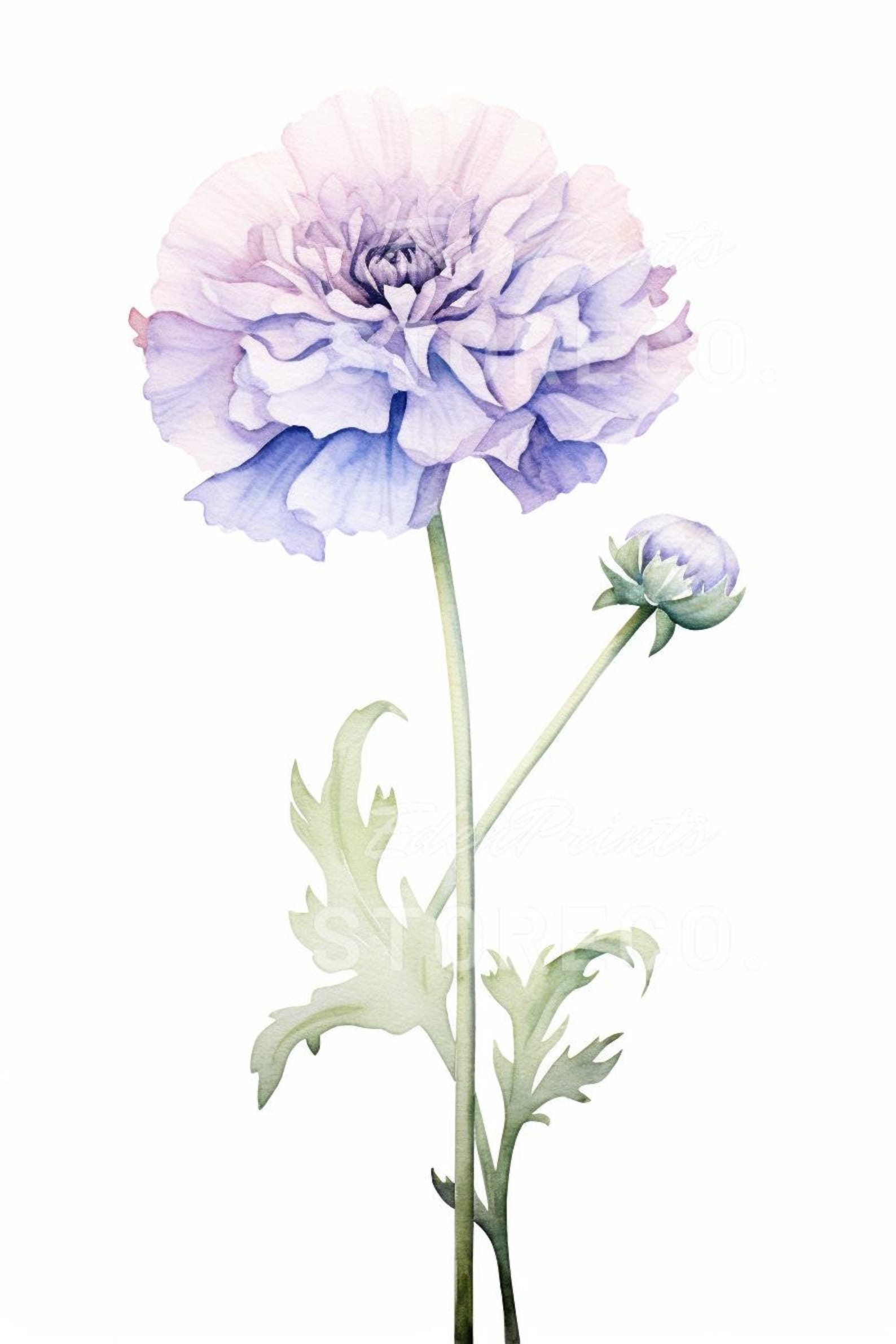 4 Set "scabiosa Flowers" Floral, Botanical, Illustration Art Instant ...