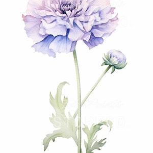 4 Set "scabiosa Flowers" Floral, Botanical, Illustration Art Instant ...