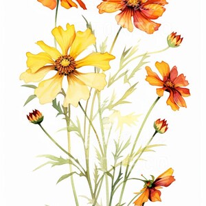 4 Set "coreopsis Flower", Floral, Botanical, Illustration Art Instant ...