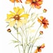 4 Set "coreopsis Flower", Floral, Botanical, Illustration Art Instant ...