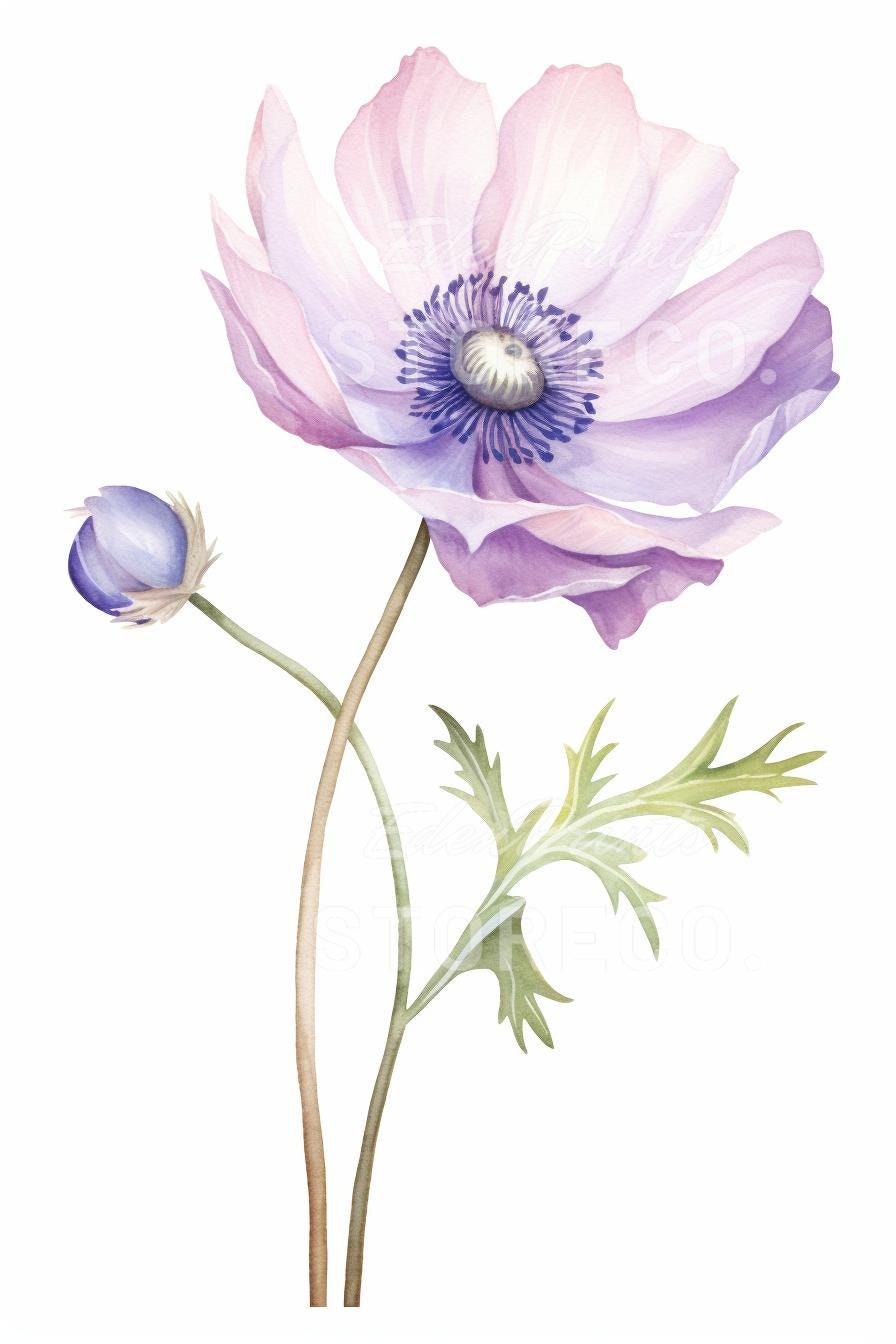 4 Set "anemone Flower", Floral, Botanical, Illustration Art Instant ...