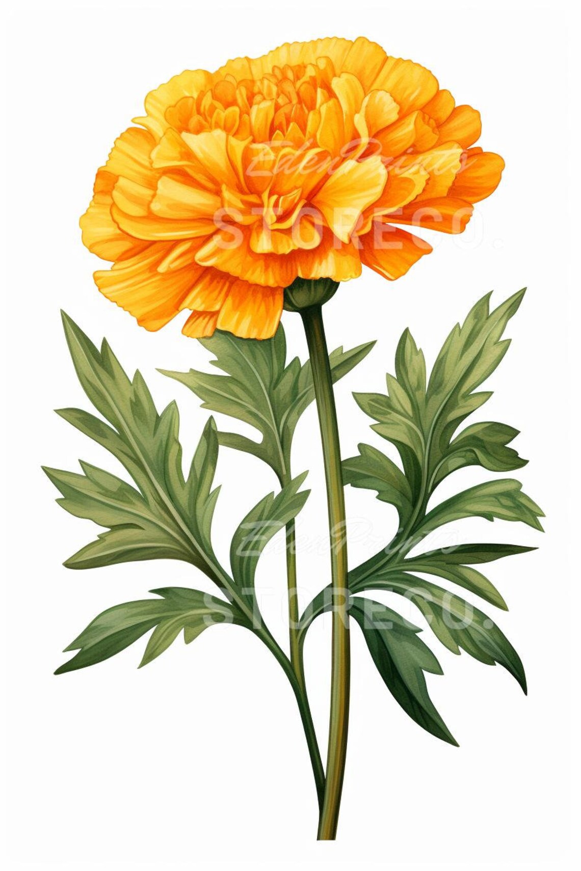 4 Set "marigold Flowers" Floral, Botanical, Illustration Art Instant ...