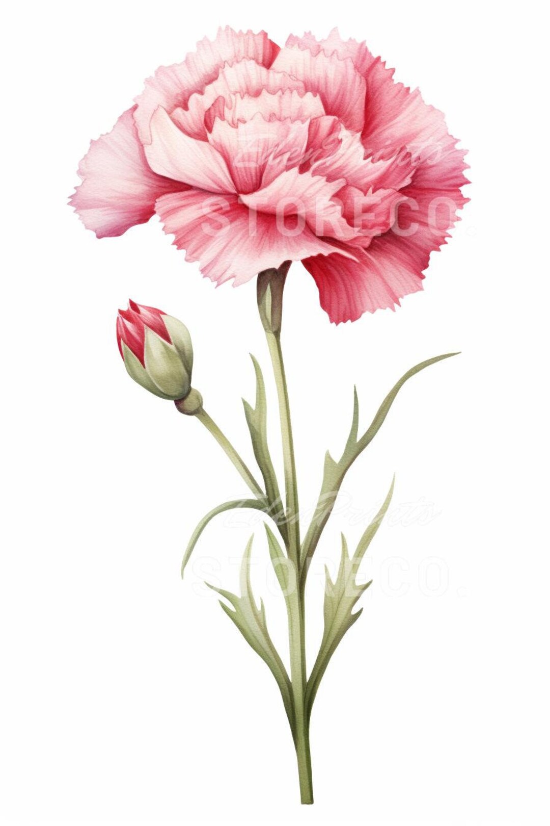 4 Set "carnation Flowers", Botanical, Illustration Art Instant Download ...